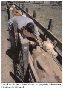 Cattle Vaccines