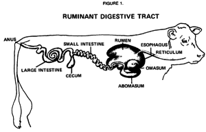 Cow’s Digestive System