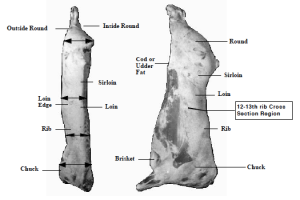 Beef Quality and Yield Grading