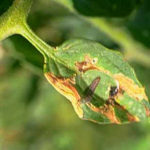 Tomato Pinworm | Vegetable IPM
